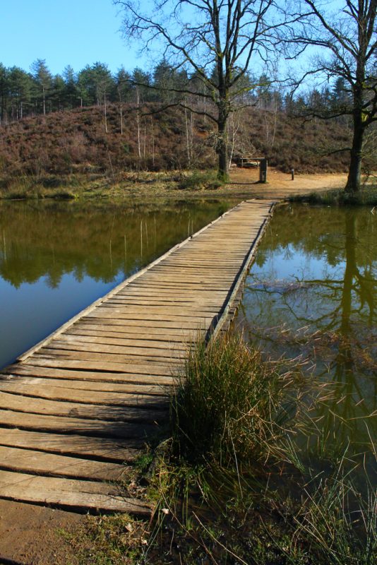 Wandeling rond de abdij van Averbode door bos en heide - Even Op Stap