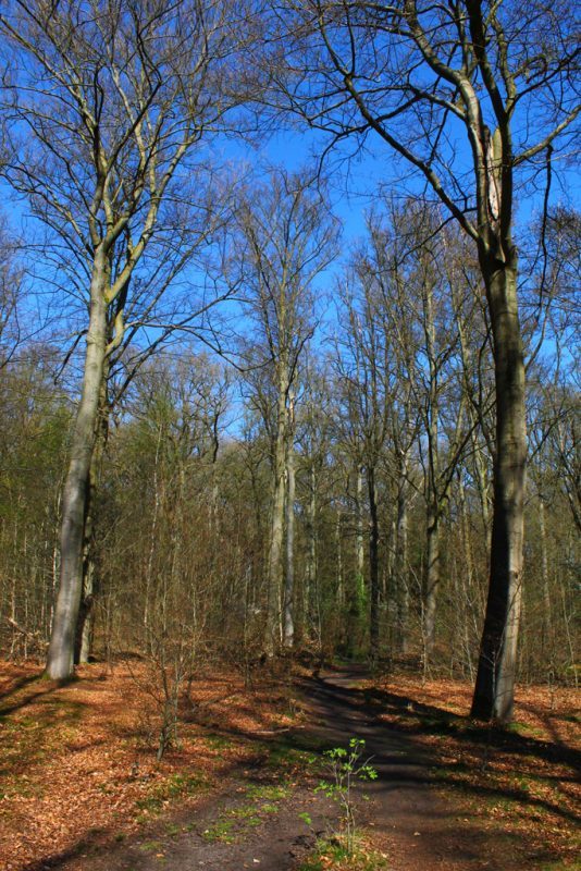 Wandeling rond de abdij van Averbode door bos en heide - Even Op Stap