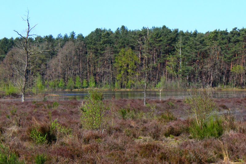 Wandeling rond de abdij van Averbode door bos en heide - Even Op Stap